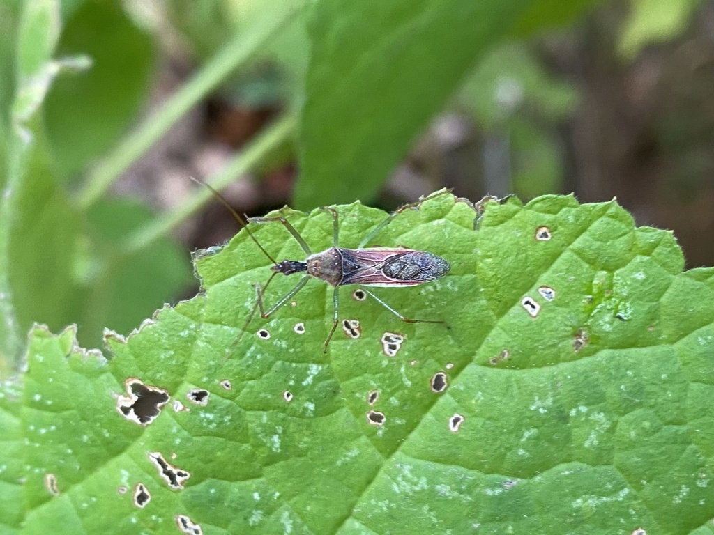 Leafhopper Assassin Bug from Skyway, Stirling City, CA, US on October ...
