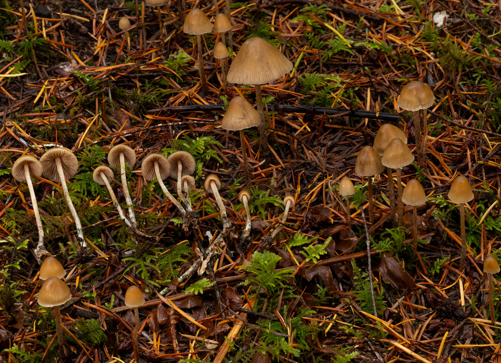 Psilocybe pelliculosa from Lewis County, WA, USA on October 31, 2024 at ...