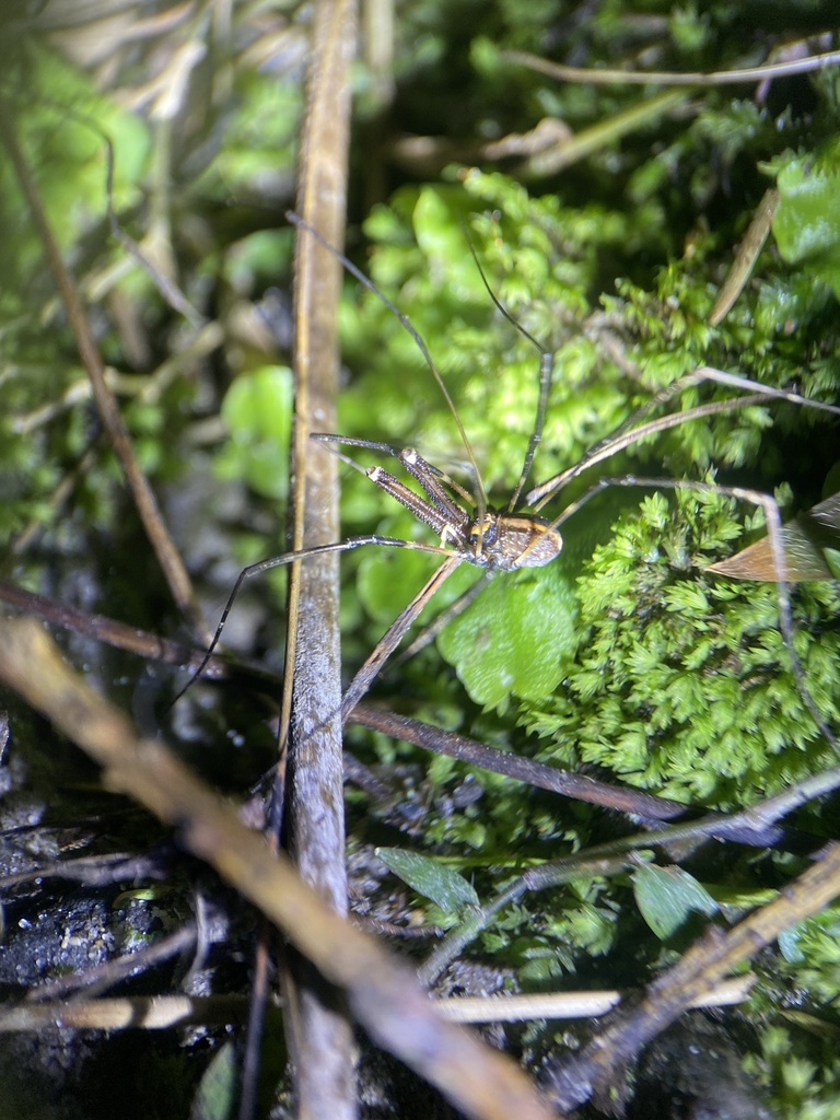Forsteropsalis pureora from Mangawhai, New Zealand on October 1, 2024 ...