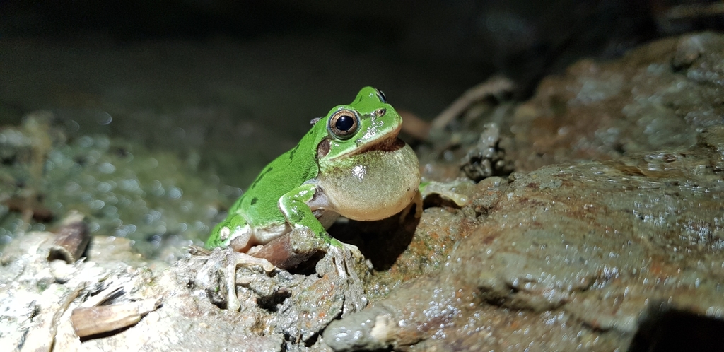 Japanese Tree Frog from Iksan, Jeollabuk-do, South Korea on July 10 ...