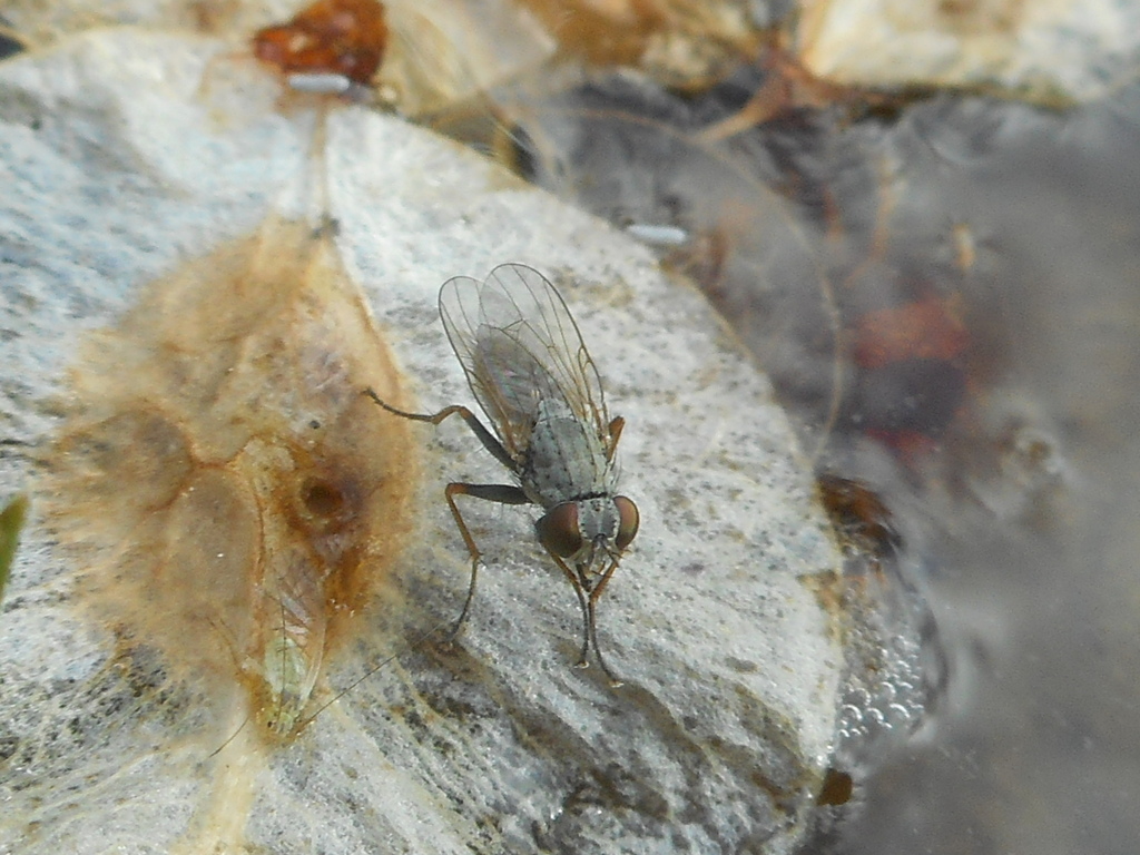 Lispe pygmaea in June 2022 by Яна Манион · iNaturalist