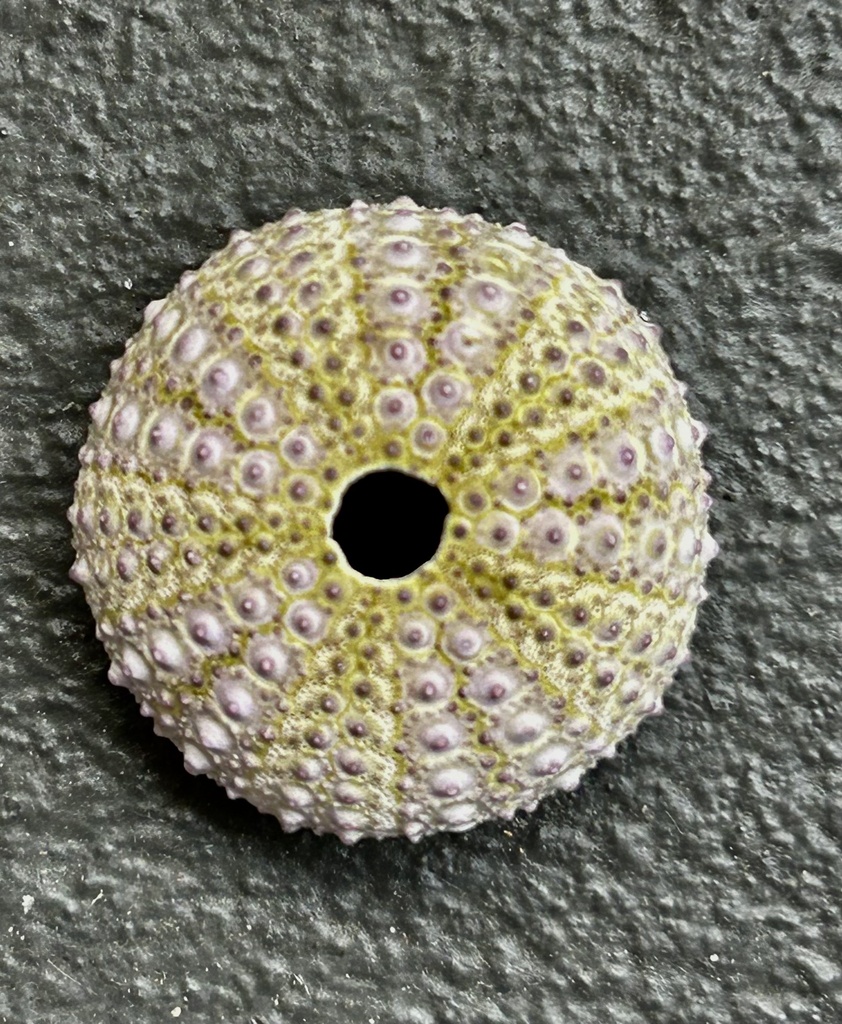 Western Pacific purple sea urchin from Tomaree National Park, Fingal ...