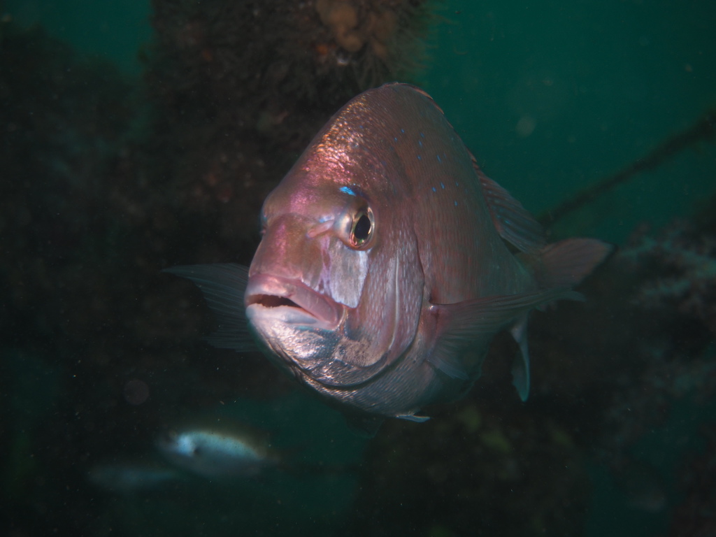 Red Seabream (Pagrus major) - Marine Life Identification