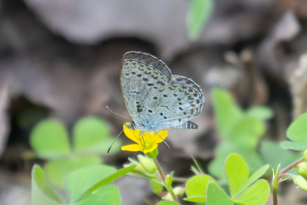 Pseudozizeeria maha argia from Naitomachi, Shinjuku City, Tokyo 160 ...