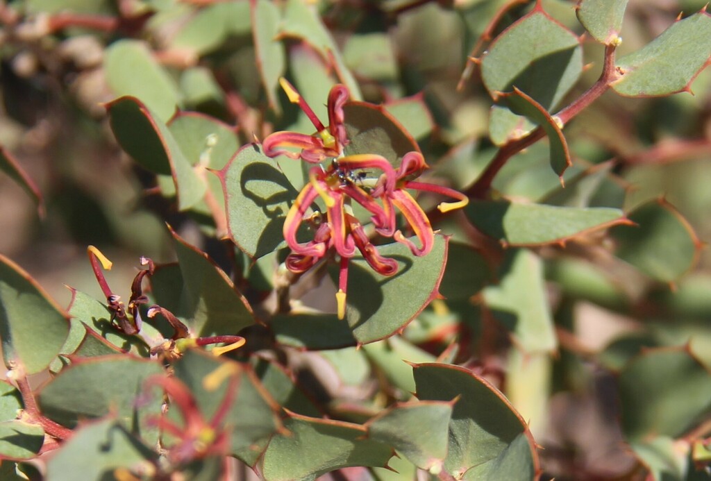 Stinking Roger from Pabelup Drive, Fitzgerald River National Park WA ...
