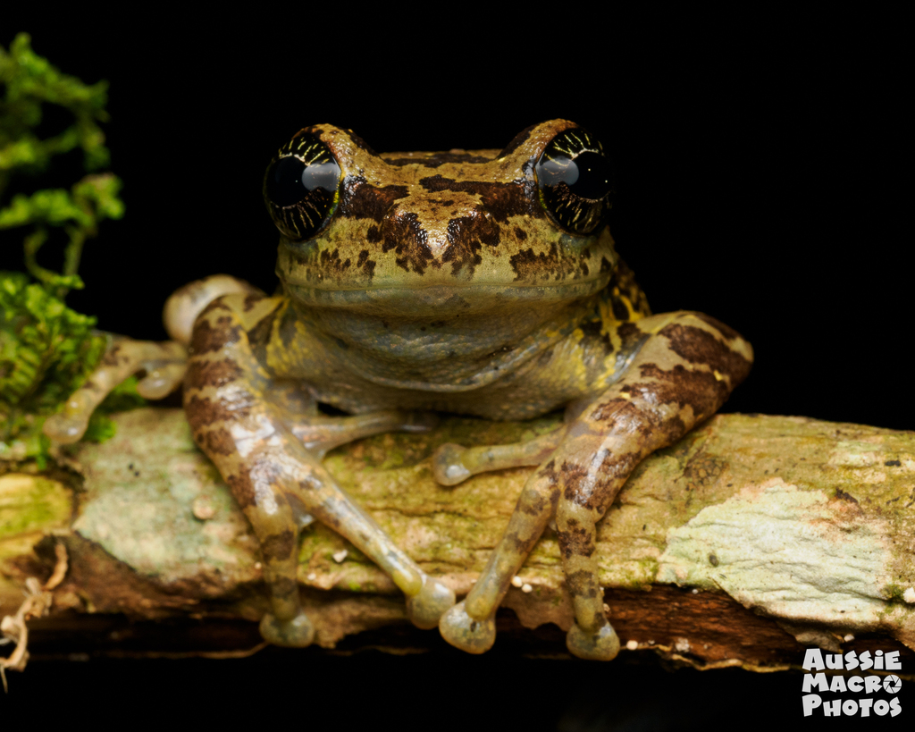 Ghats Tree Frog from Munnar, Kerala, India on October 18, 2024 at 01:17 ...