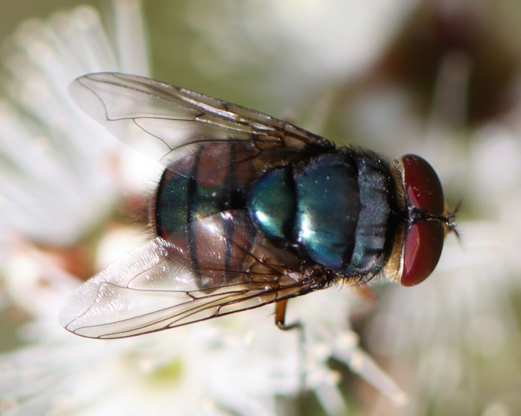 Flies from Sydney NSW, Australia on October 29, 2024 at 02:41 PM by ...