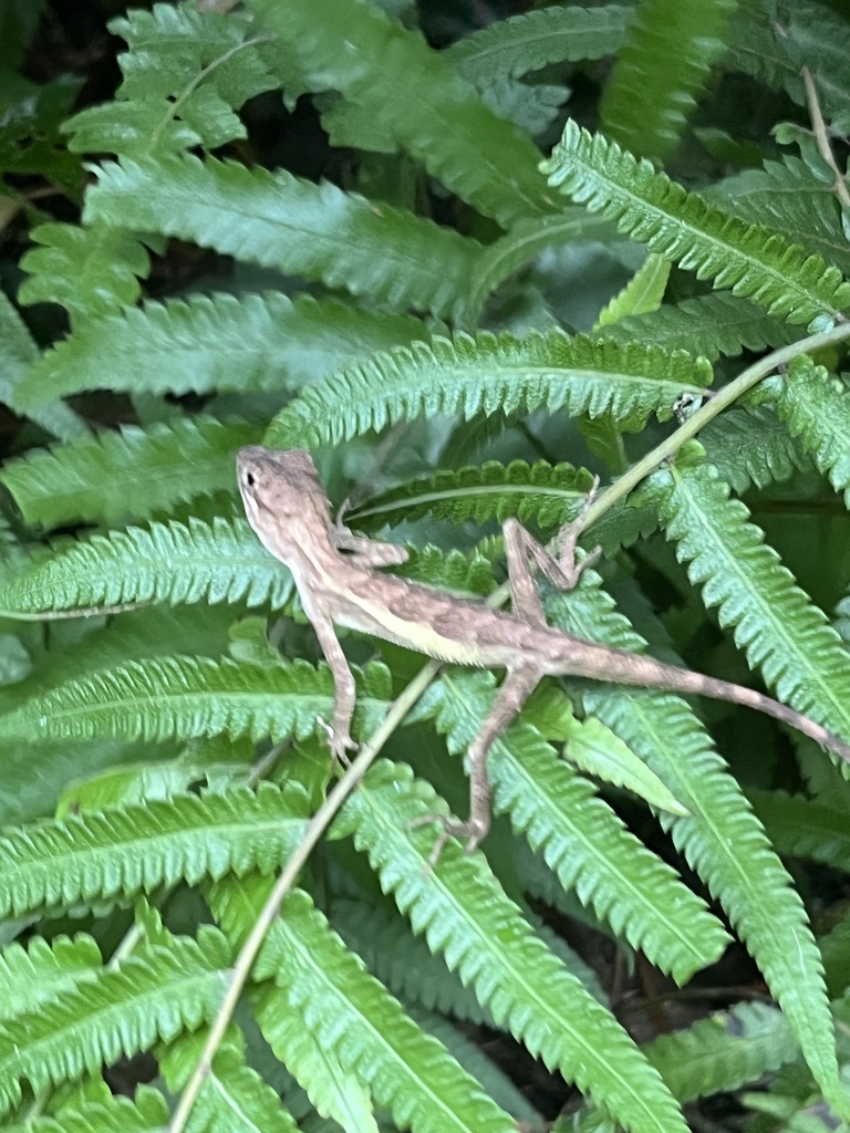 Diploderma polygonatum ishigakiense in October 2024 by Nakatada Wachi ...