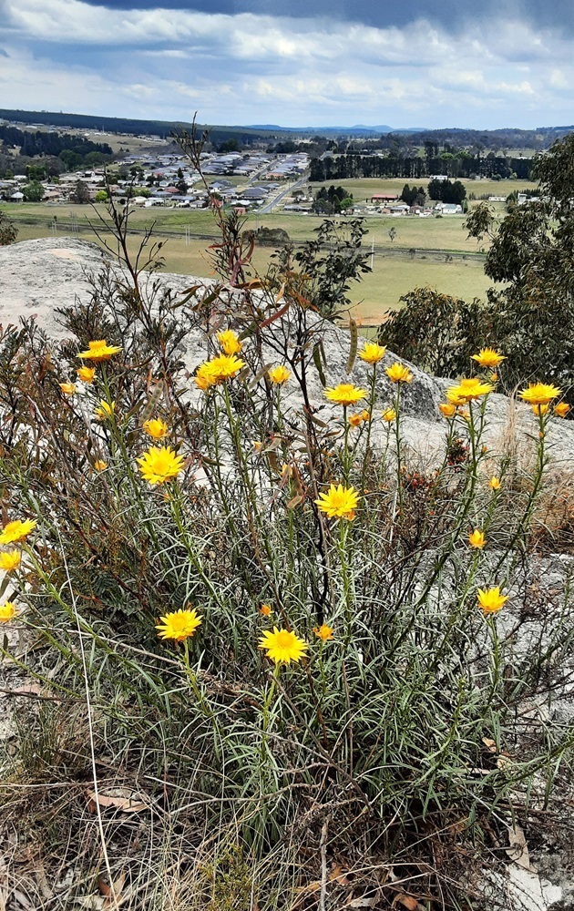 sticky everlasting from Gardens of Stone SCA, Wallerawang NSW 2845 ...