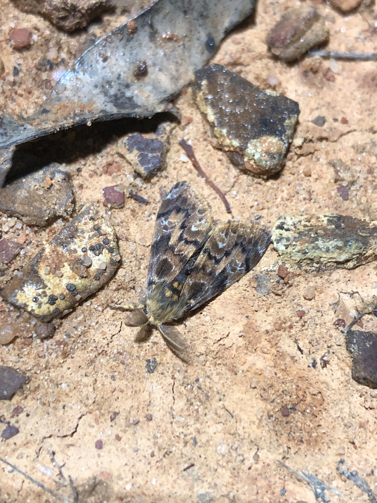 Painted apple moth from Yengo National Park, Putty, NSW, AU on November ...
