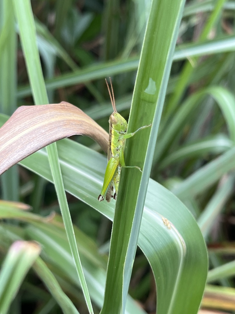 Chinese rice grasshopper in November 2024 by Nakatada Wachi · iNaturalist