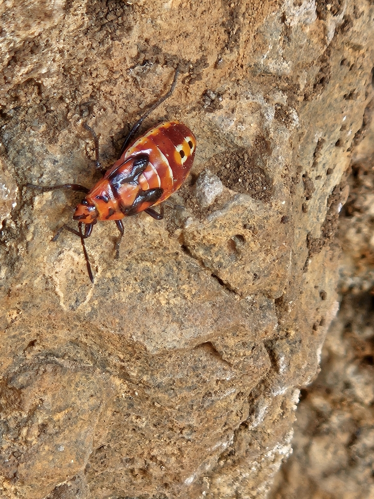 Indian Milkweed Bug from Τοπική Κοινότητα Σηρικαρίου, Κίσσαμος, Greece ...