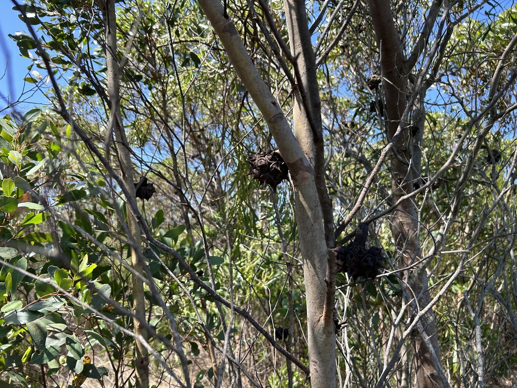 spider gum from Dana Bay, Mossel Bay, 6510, South Africa on October 30 ...