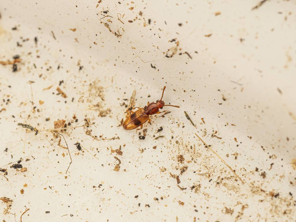 Silvanid Flat Bark Beetles from Upper Prince's Quarter, Sint Maarten on ...