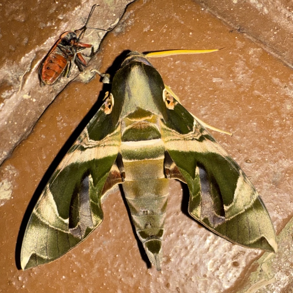 Jade Hawkmoth from Jalan Girdle, Raub, Pahang, MY on November 1, 2024 ...