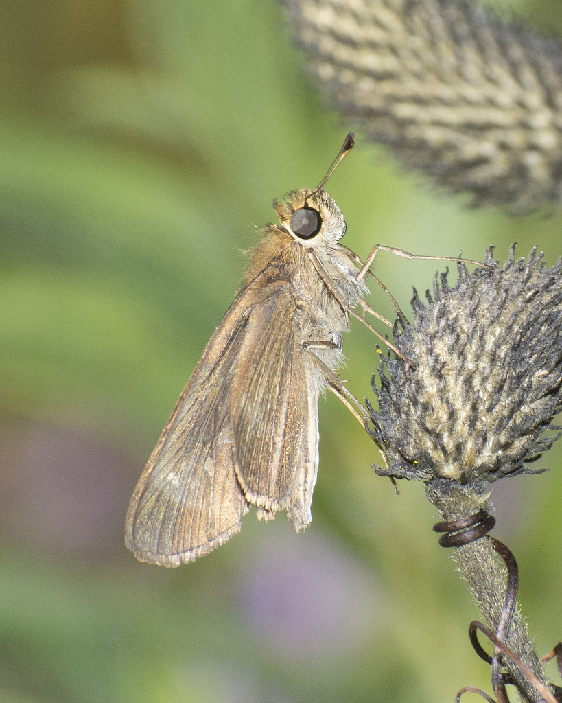 Ocola Skipper from Montgomery County, OH, USA on October 1, 2024 at 03: ...