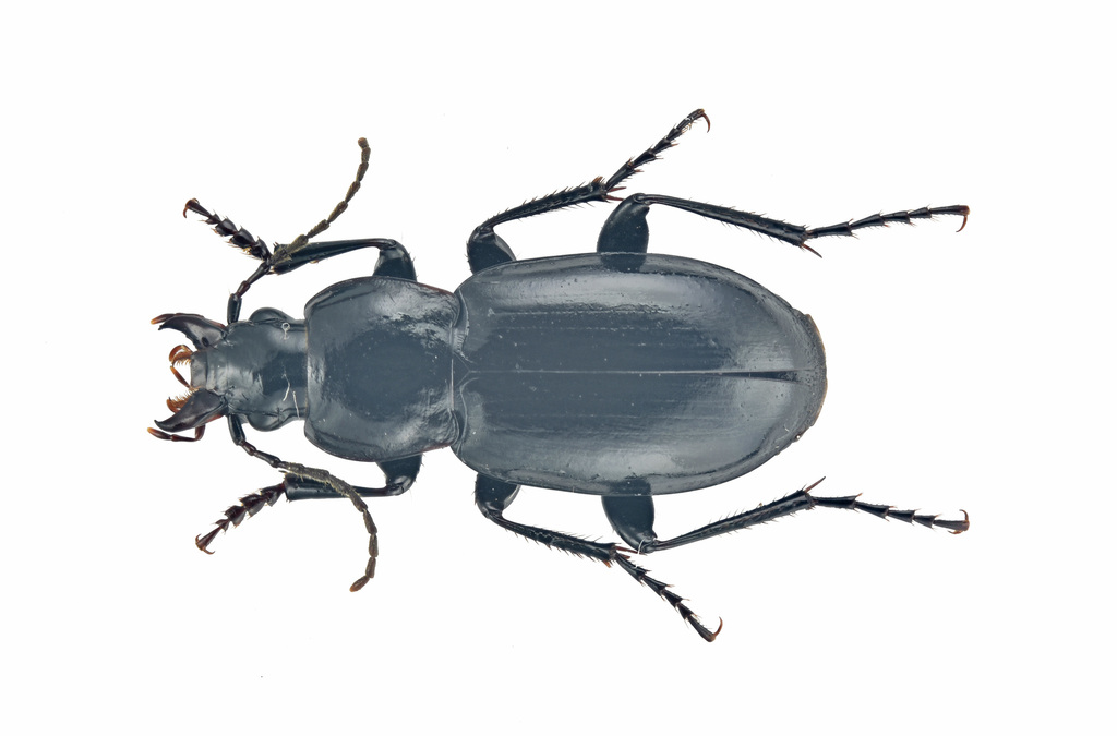Calathus semirufescens from Chamdo, CN-XZ, CN on July 18, 2012 at 08:20 ...