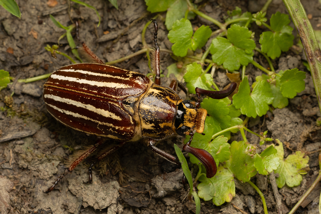 Polyphylla taiwana from 267台灣宜蘭縣大同鄉明池 on July 10, 2022 by 丸善斯基 ...