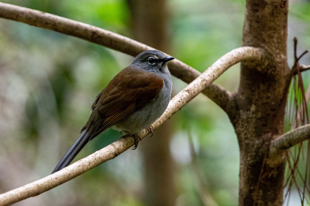 Brown-backed Solitaire from Intibucá, Honduras on October 30, 2024 at ...
