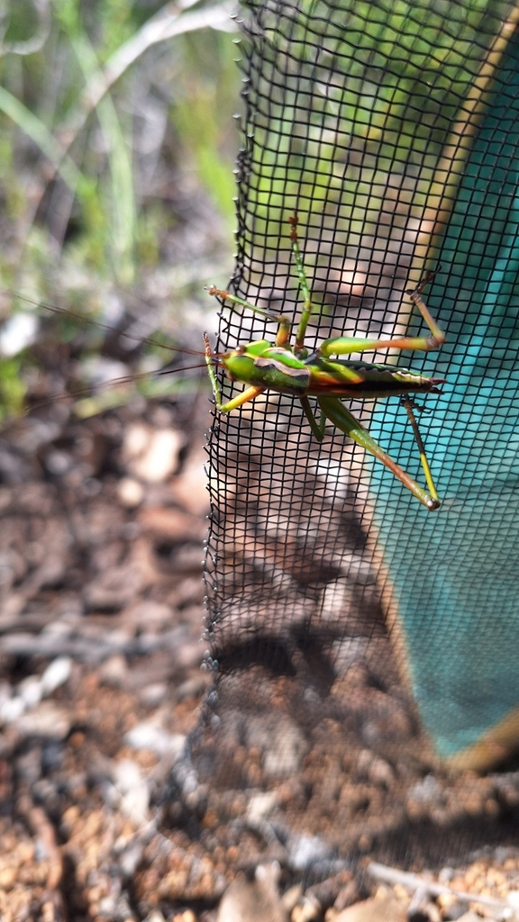 Common Marauding Katydid in November 2024 by Marnie Mallié. BDTA ...