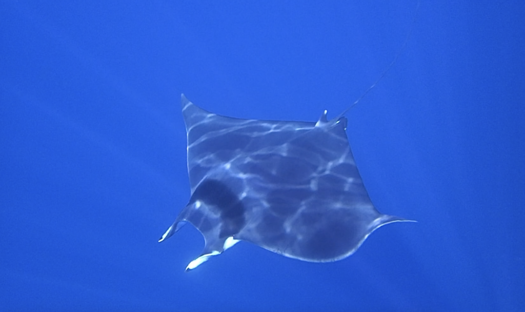 Devil Rays (East Coast Pelagics) · iNaturalist