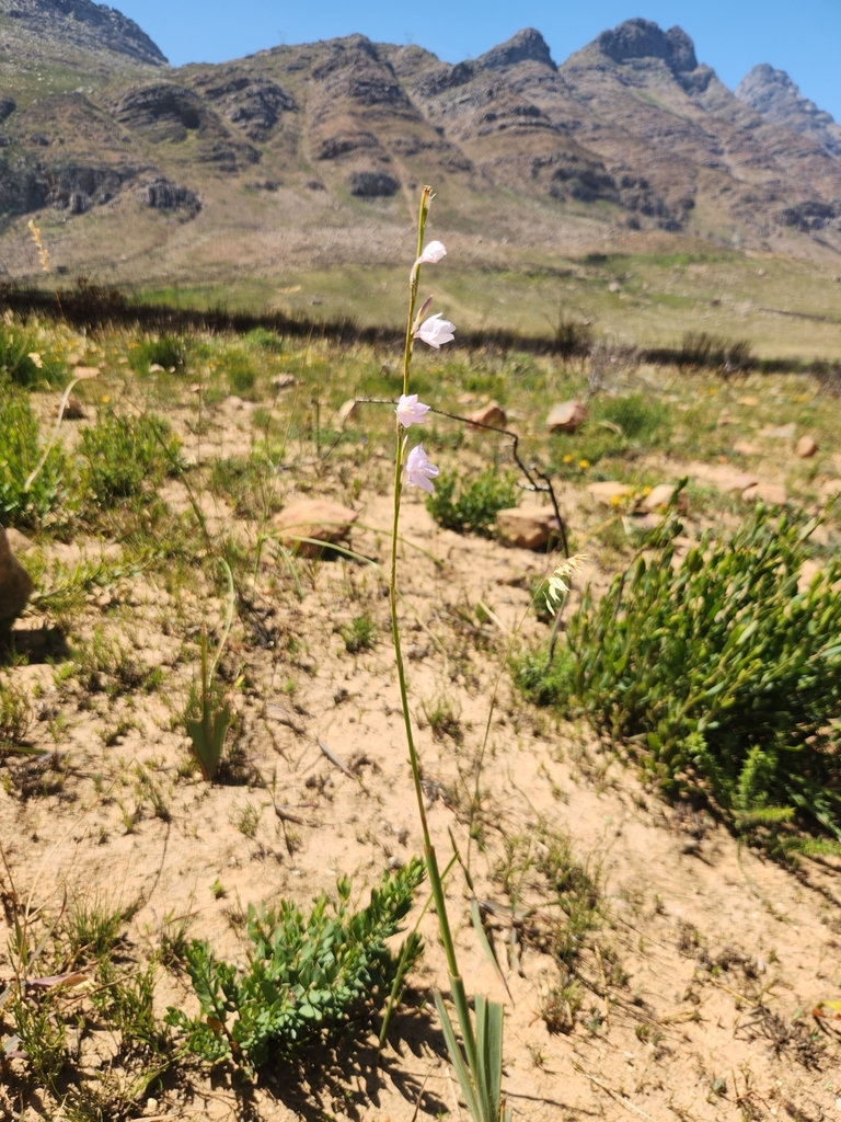 Wand Watsonia from Cape Winelands, ZA-WC, ZA on November 1, 2024 at 11: ...