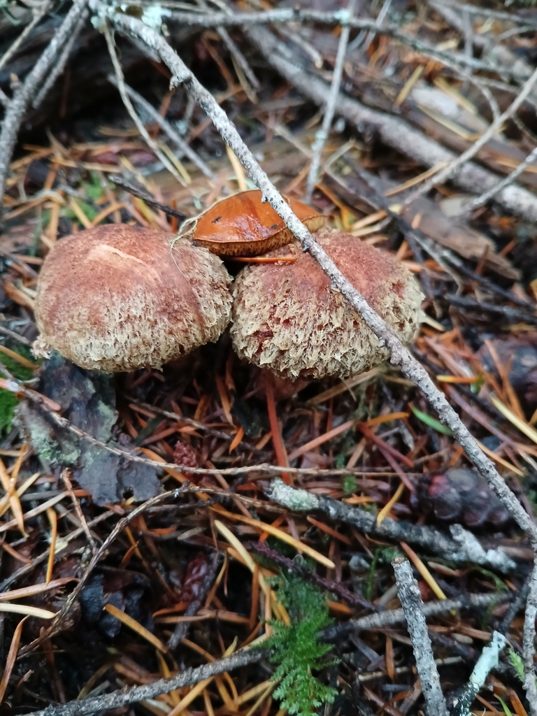 Western Painted Suillus from Randle, WA 98377, USA on October 31, 2024 ...