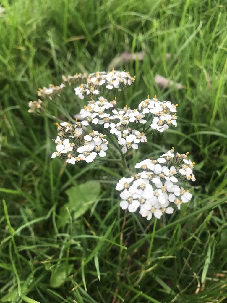 common yarrow from Nideggen Close, Thatcham, England, GB on 01 November ...
