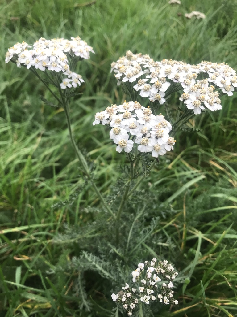 common yarrow from Nideggen Close, Thatcham, England, GB on November 1 ...