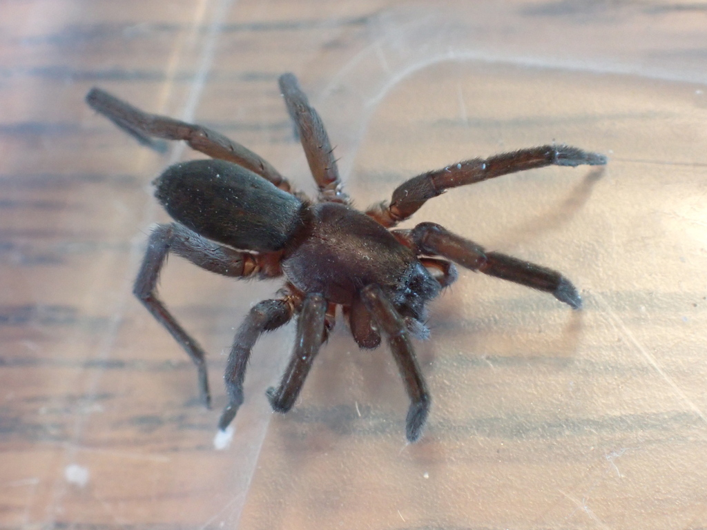 Teminius affinis in July 2024 by dhasdf · iNaturalist