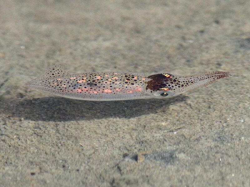 Longfin Inshore Squid from Cupsogue County Park, Suffolk County, NY ...
