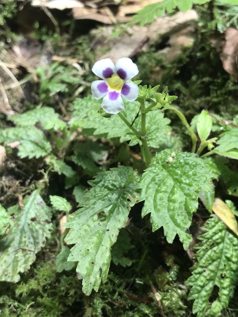 Diastema incisum in July 2019 by william_hoyer · iNaturalist