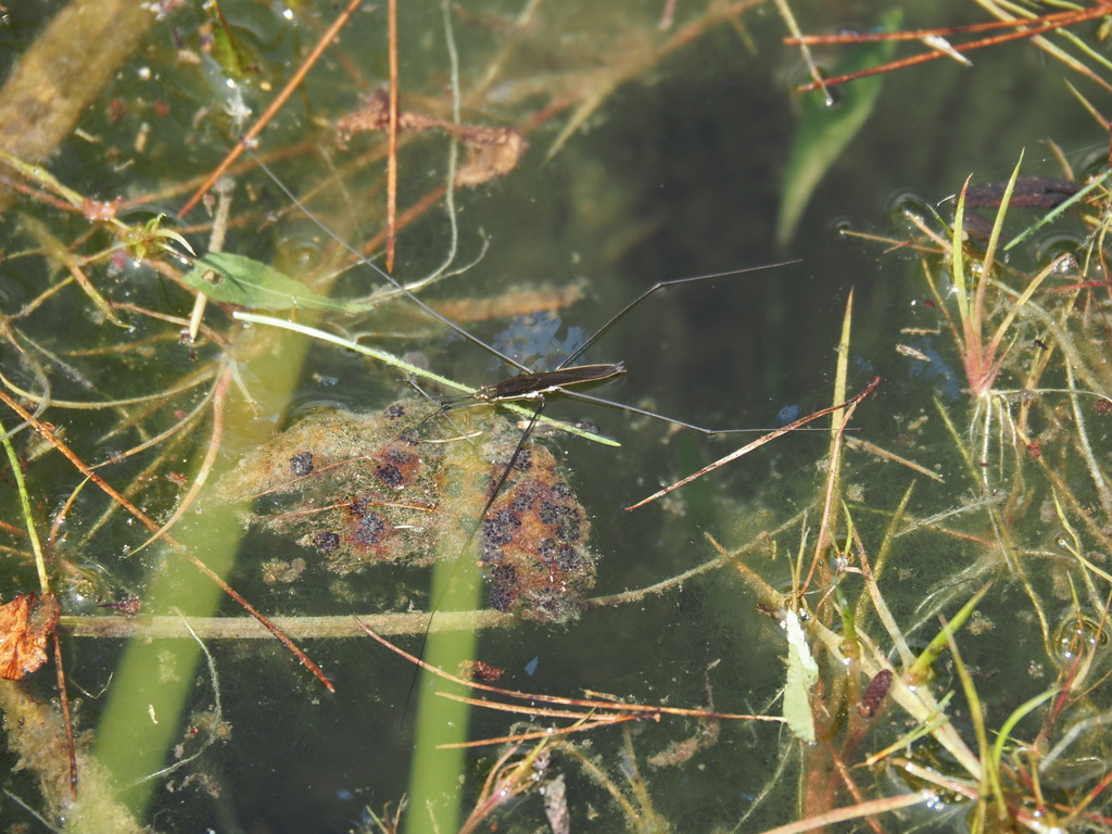 Giant Water Strider from 日本、〒779-5162 徳島県三好市池田町漆川 on August 10, 2023 at ...