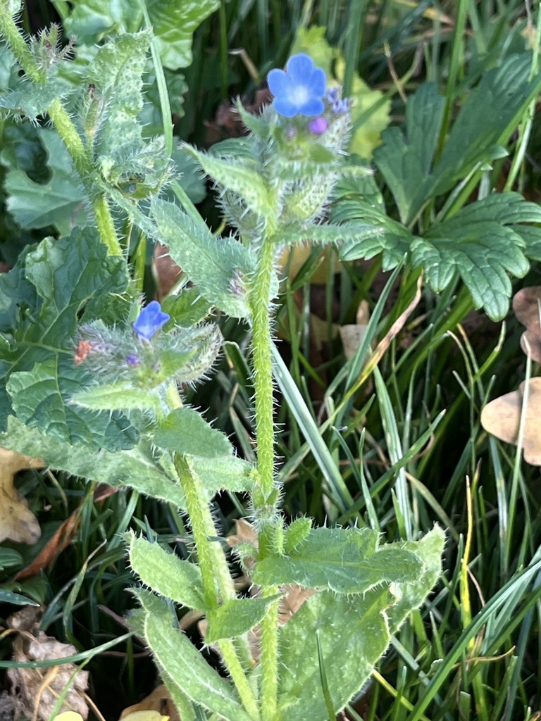small bugloss from Butcher Terrace, York, England, GB on November 1 ...