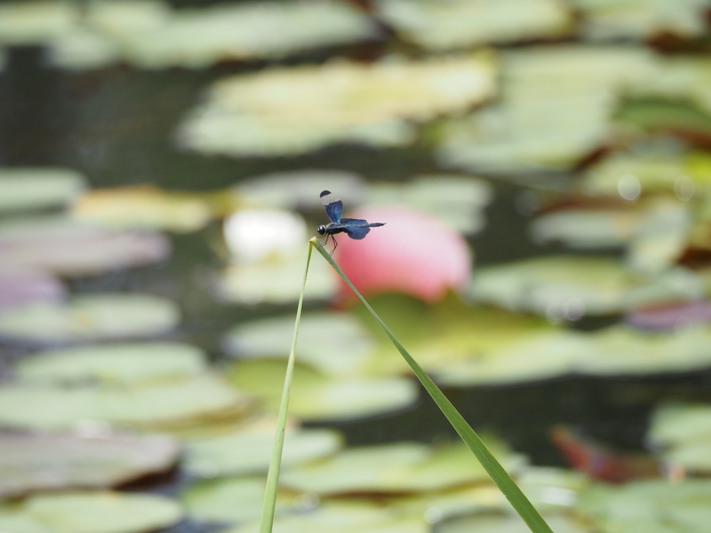 Butterfly Flutterer from 日本、〒779-5163 徳島県三好市池田町中津川 on August 10, 2023 ...