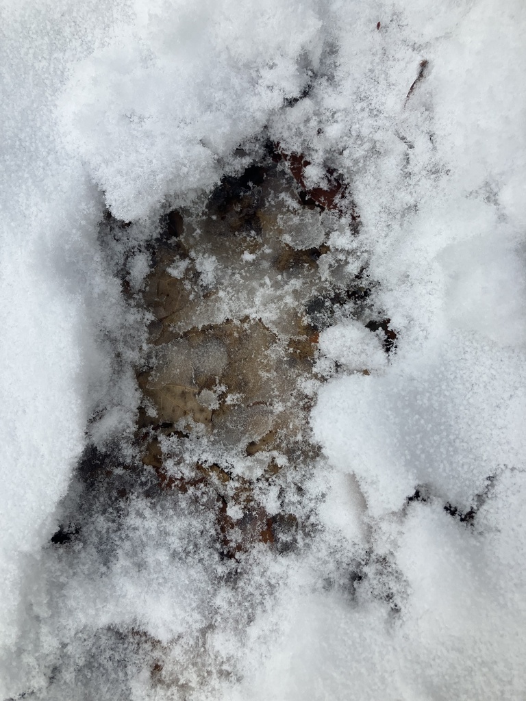 Gray Wolf in November 2024 by Manny Salas · iNaturalist