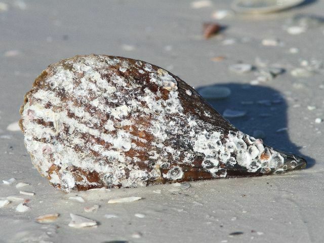 Stiff Pen Shell from Tigertail Beach, Marco Island, FL, USA on February ...