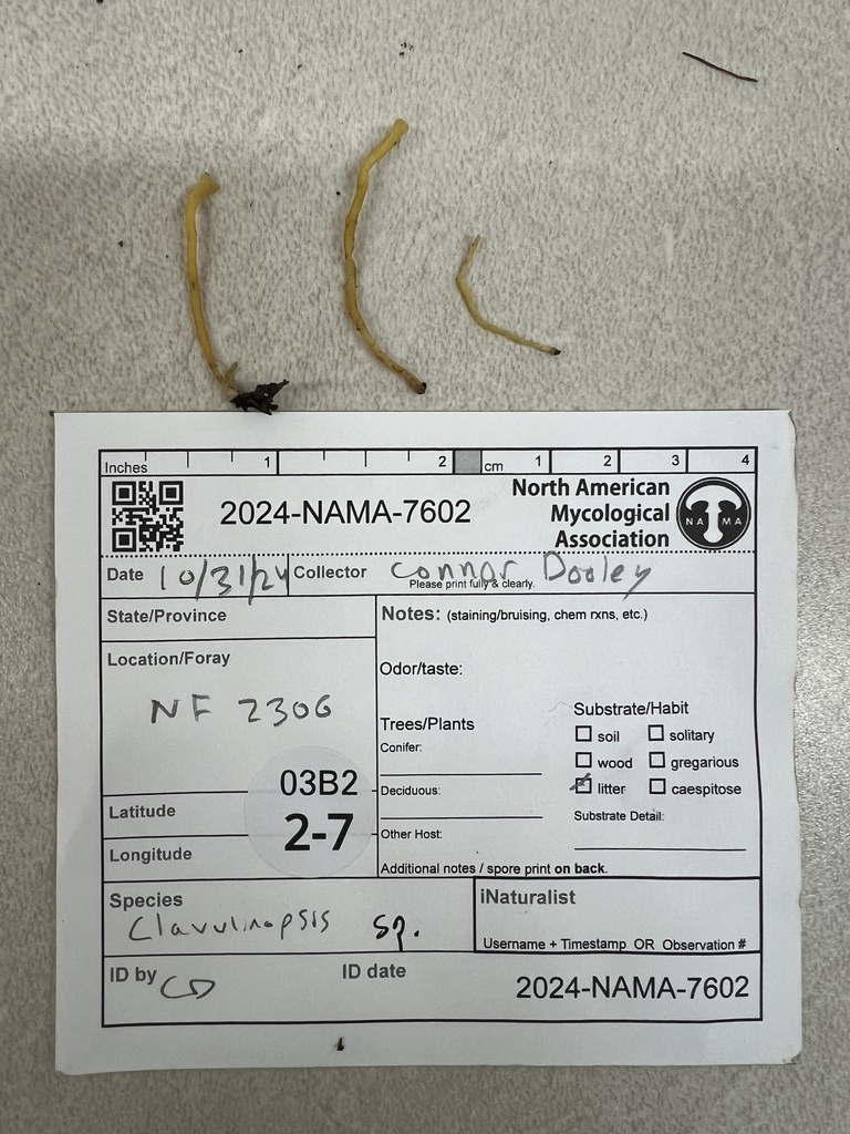 Clubs and Corals from Cispus Job Corps Consrv Center, Randle, WA, US on ...