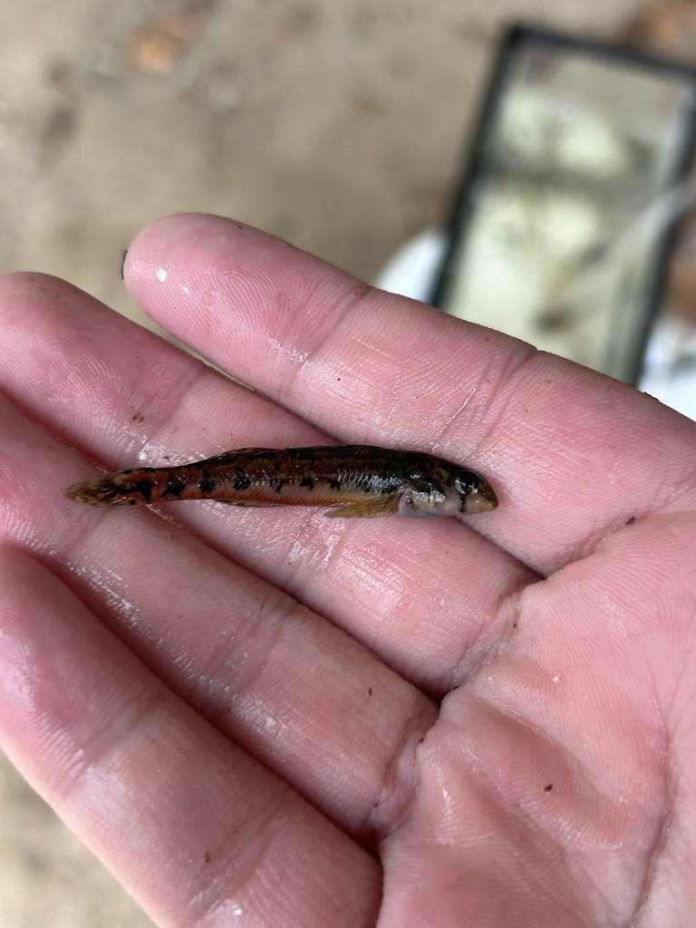 Alabama Darter from CR-46, Brierfield, AL, US on November 01, 2024 at ...