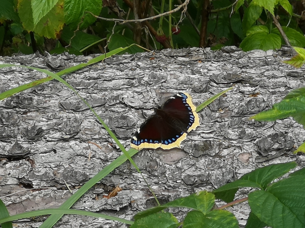 Mourning Cloak from 17-230 Czerlonka, Poland on July 12, 2019 at 03:46 ...