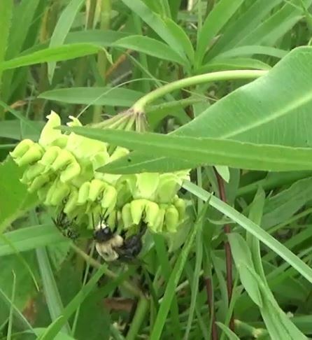 Abrupt Digger Bee from Jefferson County, KS, USA on May 21, 2024 by ...