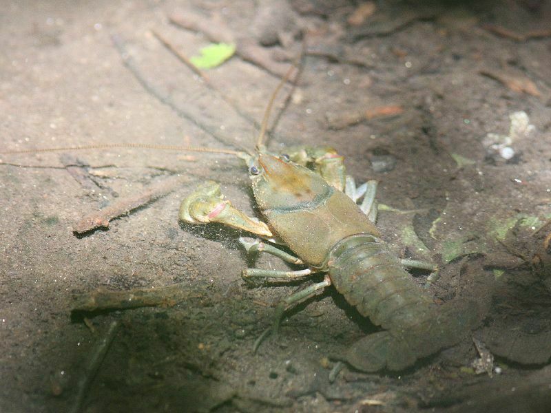 Big Water Crayfish from Ward Pound Ridge Res,, Westchester County, NY ...