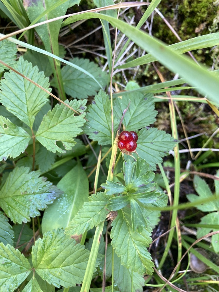 Arctic raspberry from Kananaskis, AB T0L, Canada on August 31, 2024 at ...