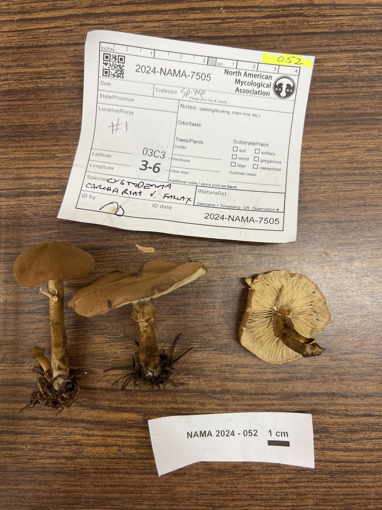 Cystoderma carcharias fallax from Cispus Job Corps Consrv Center ...