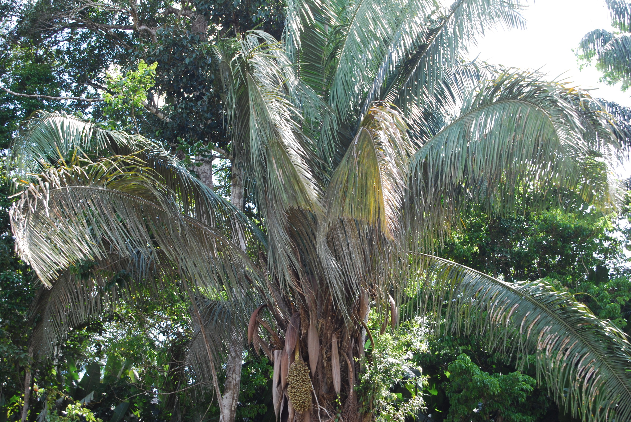 Attalea maripa (Aubl.) Mart.