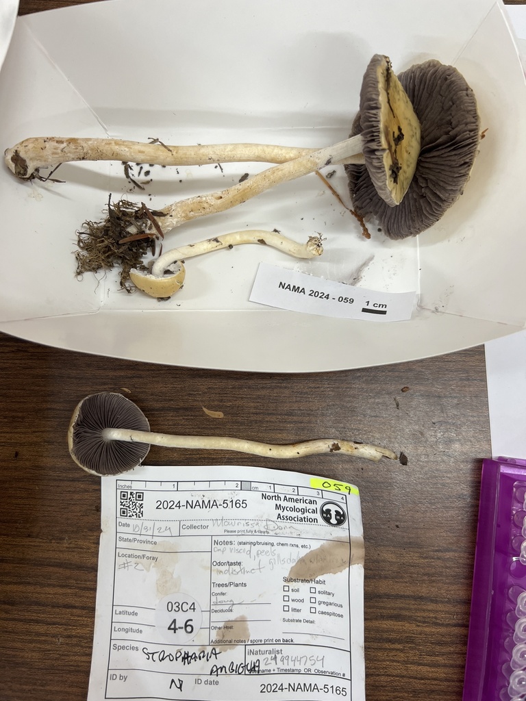 Questionable Stropharia from Cispus Job Corps Consrv Center, Randle, WA ...