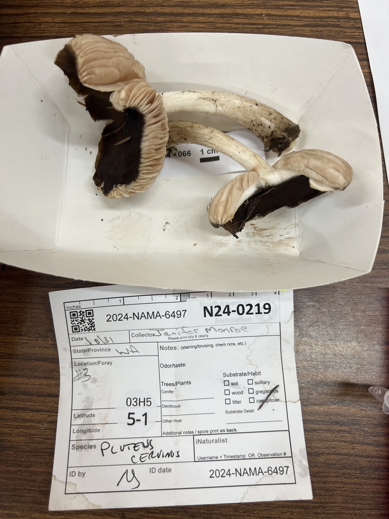Deer Mushroom from Cispus Job Corps Consrv Center, Randle, WA, US on ...