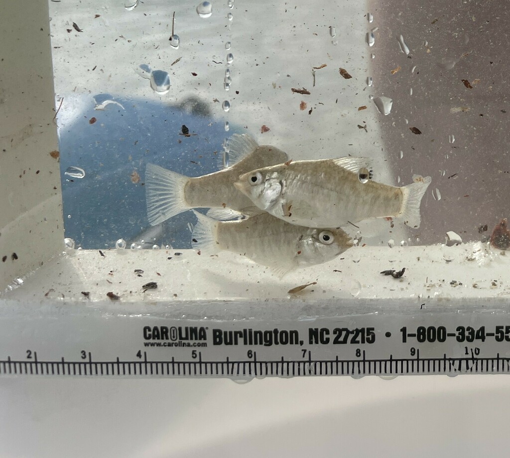 Sheepshead Minnow from Sarasota County, FL, USA on October 28, 2024 at ...