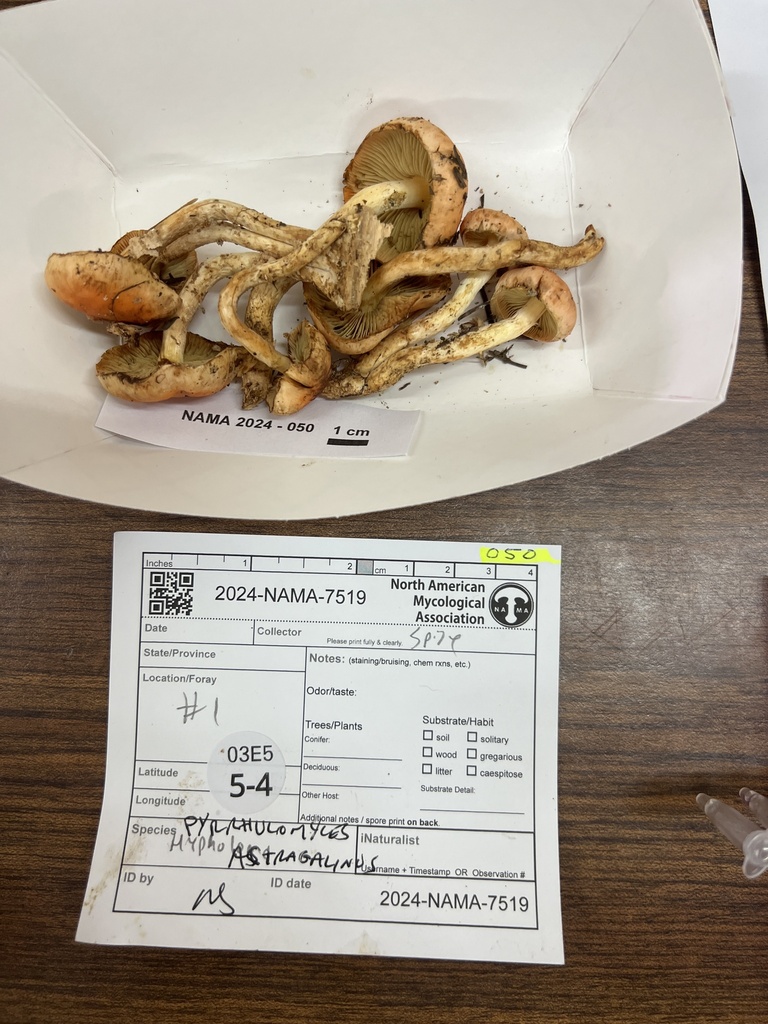 conifer scalycap from Cispus Job Corps Consrv Center, Randle, WA, US on ...