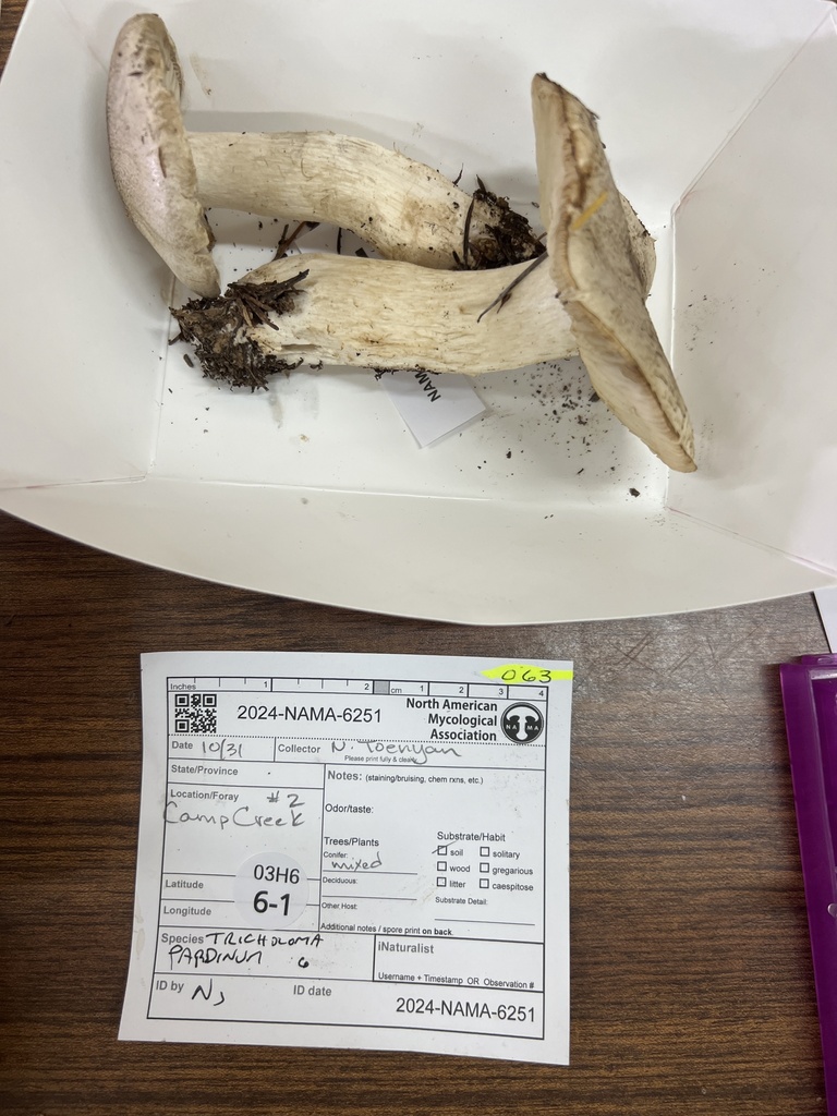 Spotted tricholoma from Cispus Job Corps Consrv Center, Randle, WA, US ...